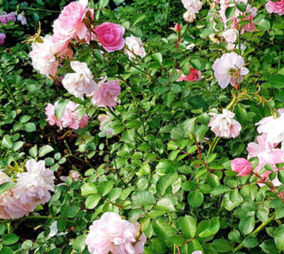 Rosa chinensis | Miniature Rose | Angel Wings | 10 Seeds | eBay.de