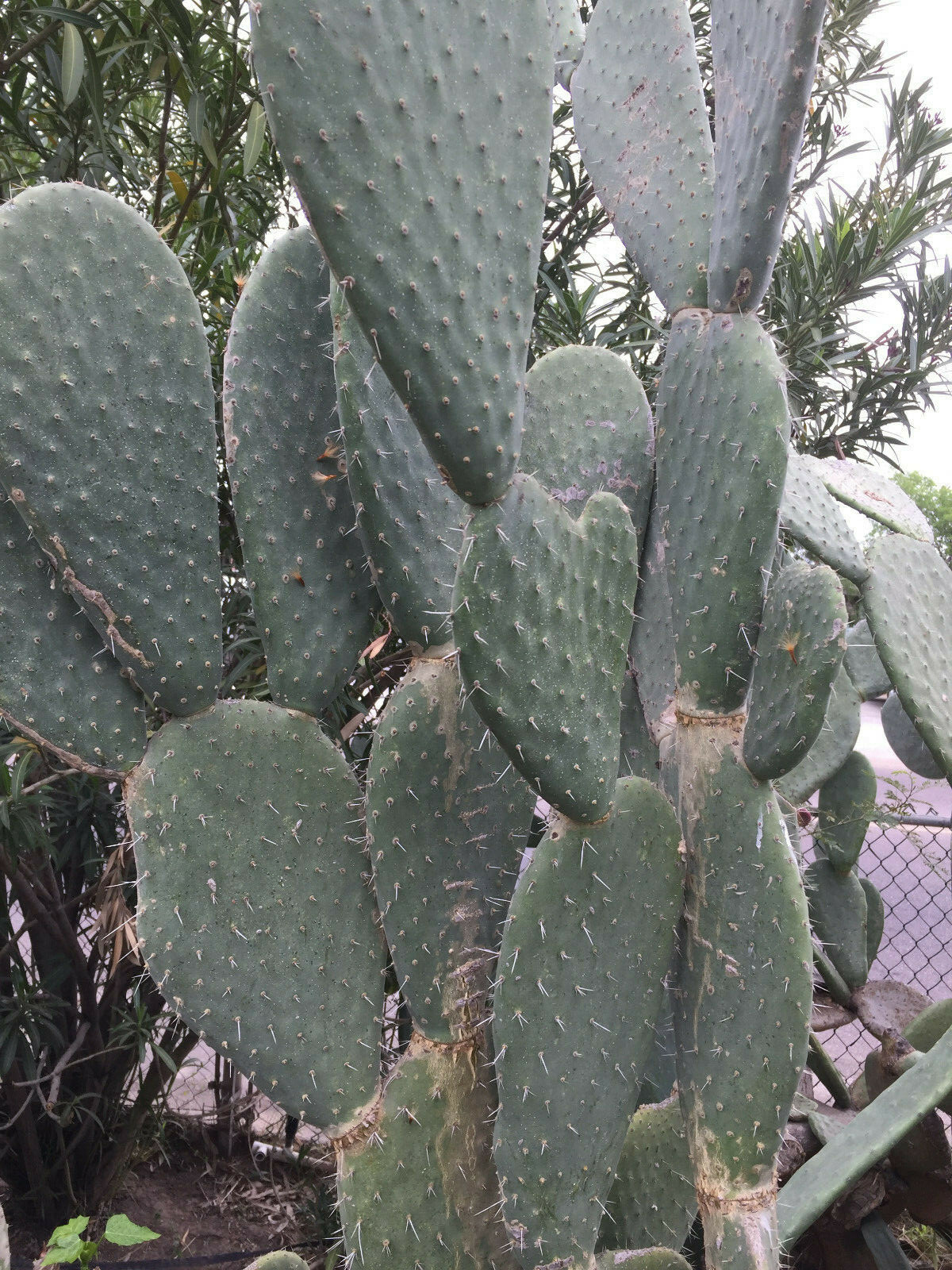 XOCONOSTLE JOCONOSTLE OPUNTIA MATUDAE PUEBLA VARIETY 50 FRESH SEEDS | eBay