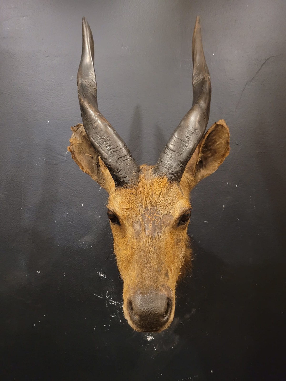 Antique Rare Rowland Ward Taxidermy Sitatunga stag Buffalo antelope ...