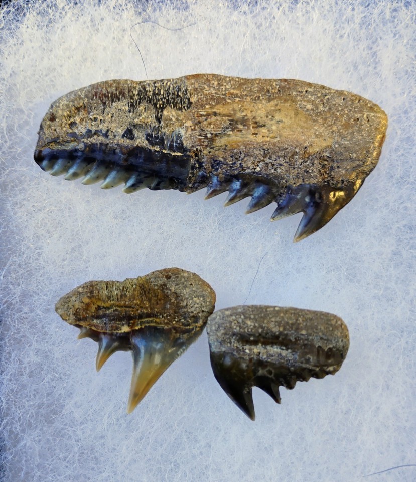 Rare, SIXGILL COW SHARK Tooth - Chile 2 1/8 In. Collection Megalodon ...
