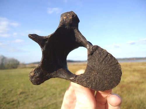 AWESOME SLOTH THORACIC VERTEBRA FLORIDA FOSSILS ICE AGE BONES TOOTH ...