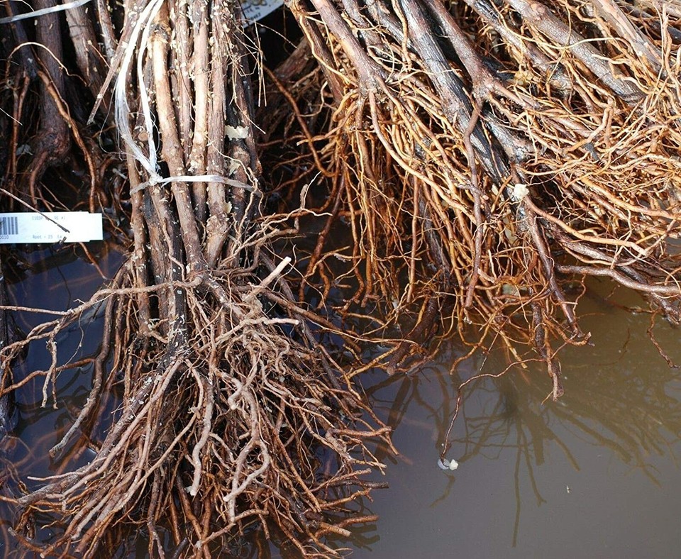 1 - NEPTUNE Live Seedless Grape Vine Plant - 1-2 yr Old - Ready for ...