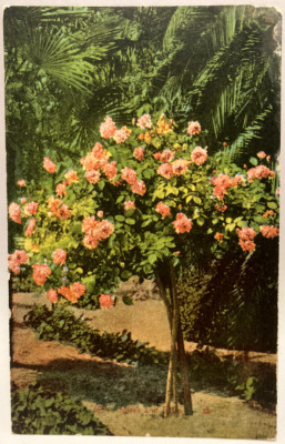 Roses and Palms, Pink Rose Bush Tree, Vintage Postcard | eBay