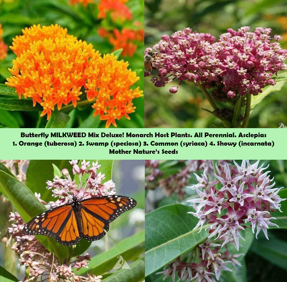 Monarch Butterfly Milkweed Monarch Butterflies Are Now Endangered. New