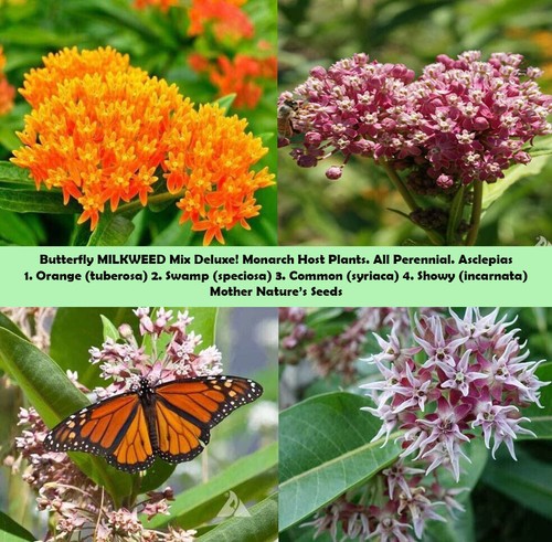 MILKWEED MIX DELUXE Perennials Monarch Butterfly Host Plant Non-GMO 100 ...