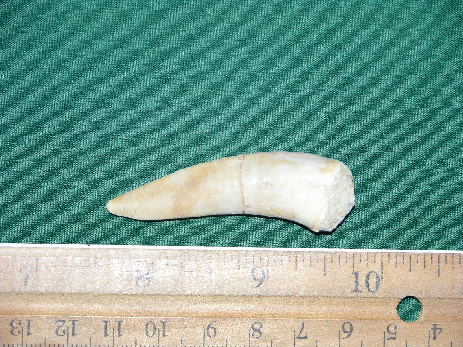 Saber tooth Herring fossil tooth Enchodus Cretaceous 2–2.5 inch T16 | eBay