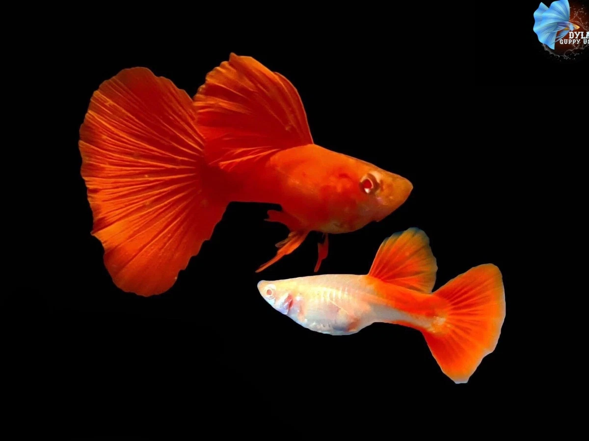 Red Guppy Fish