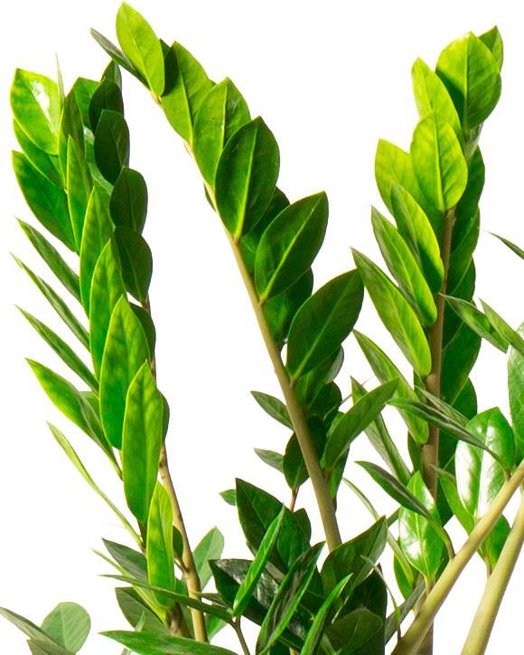 ZZ Plant Fern Arum Zamioculcas Zamiifolia 70-80cm tall in a 17cm pot ...