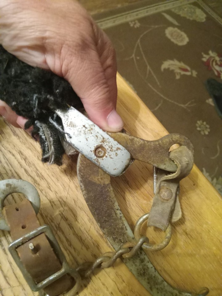 Used Mechanical Hackamore | eBay