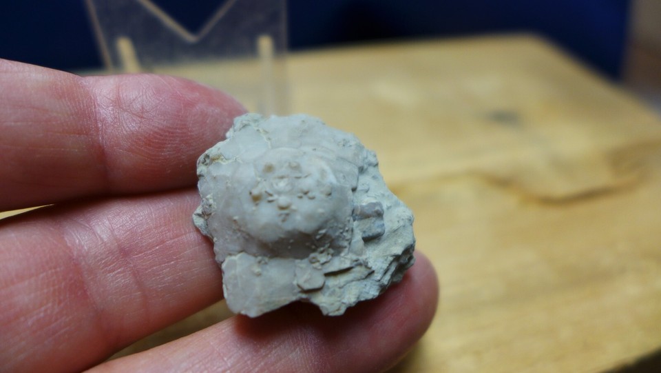 GEOLOGICAL ENTERPRISES Silurian fossil crinoid cup Siphonocrinus dignus ...