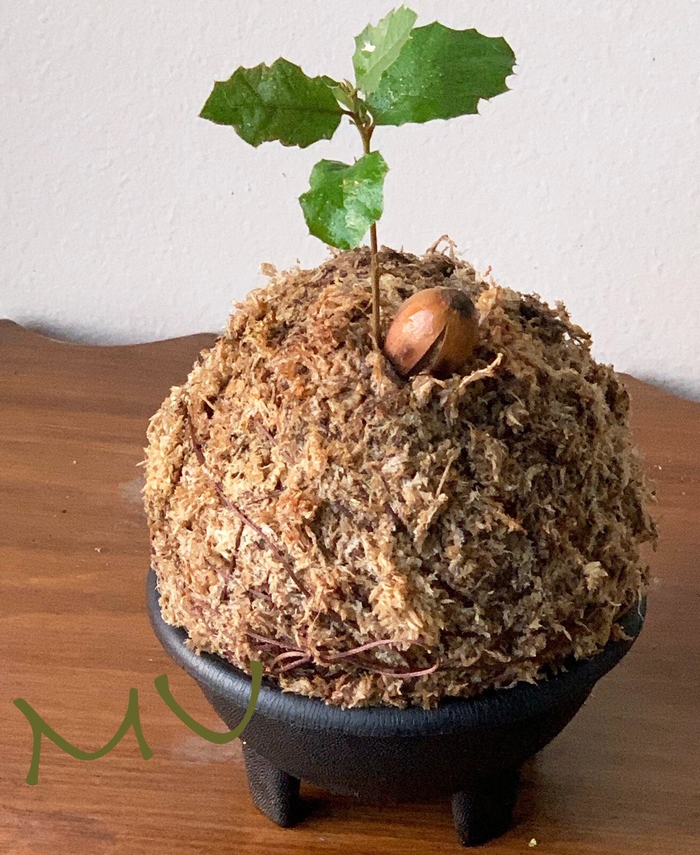 Oak Bonsai From Acorn A Better Photo. Quercus Garryana. 13 15 Years