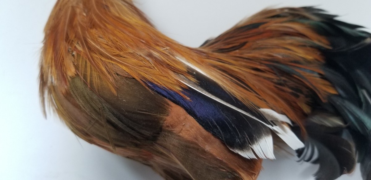 Decorative Roosters With Real Feathers | Shelly Lighting