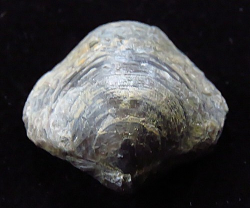 Brachiopod- 1 1/4"- Athyris spiriferoides- Devonian- Spring Brook, New ...