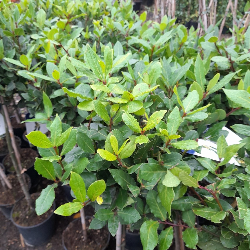 Laurus Nobilis 100cm Lollipop Bay Tree AMAZING VALUE 12cm pot | eBay UK