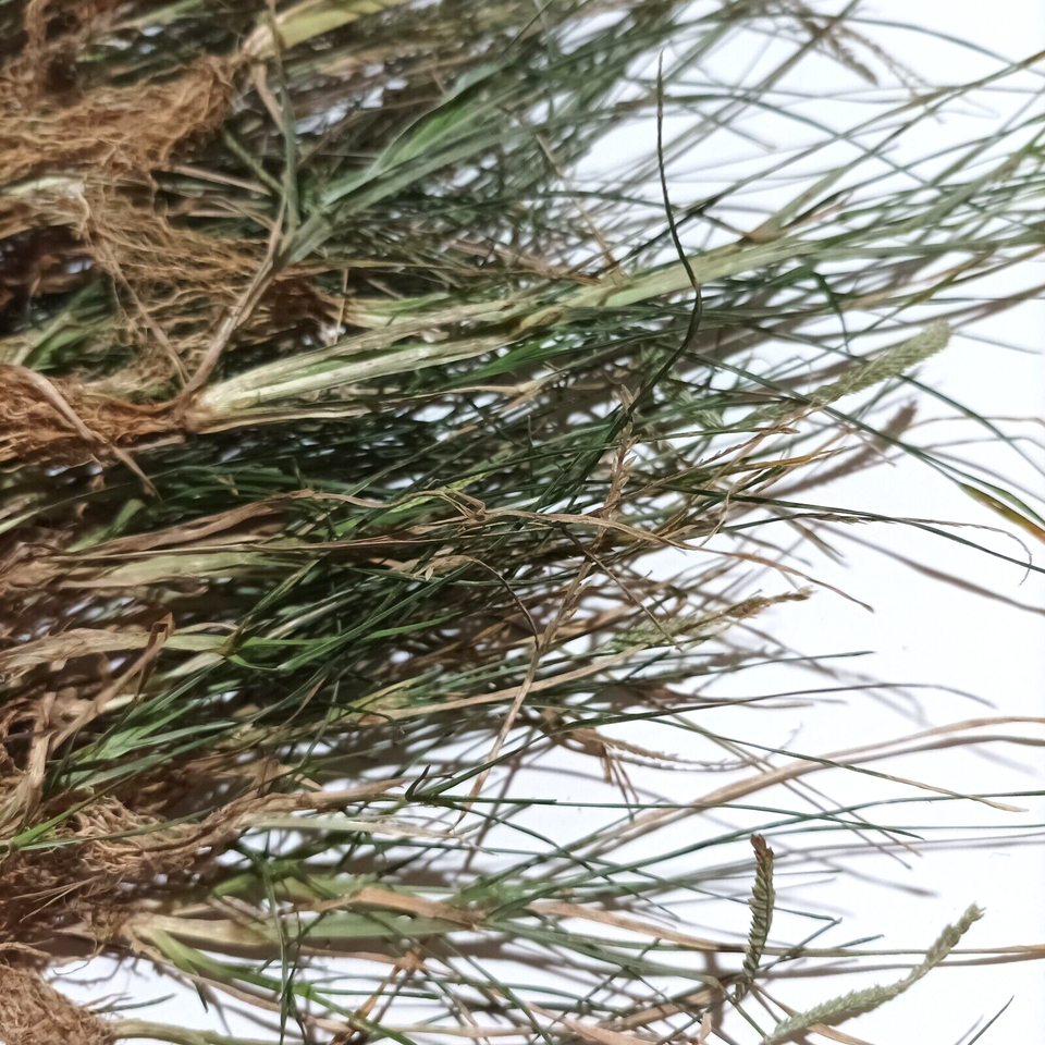 Ayurvedic Dry Paragis Plant 2oz Eleusine Indica Goosegrass Family ...