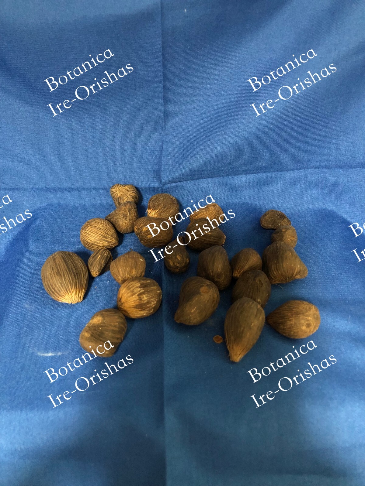 IKIN Ikines Inkines inkin de 4 ojos para ifa mano orula. religion ...