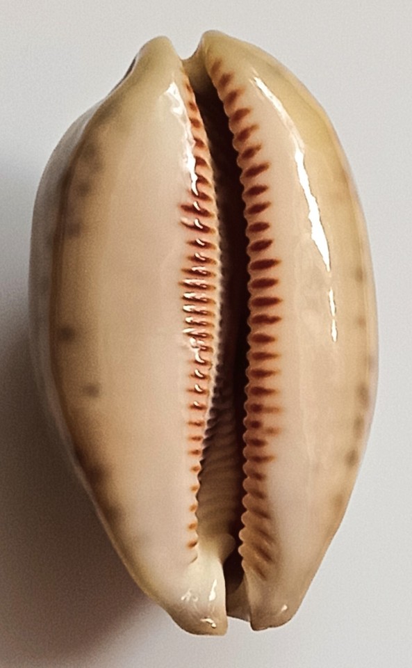 Sea shell cypraea eglantina 65mm, gem, nice green body, perfect | eBay