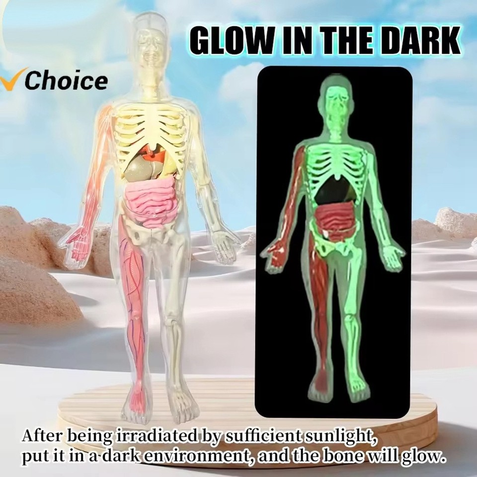 Human Anatomy Squishy Body Model Science Kits Glow in the Dark ...