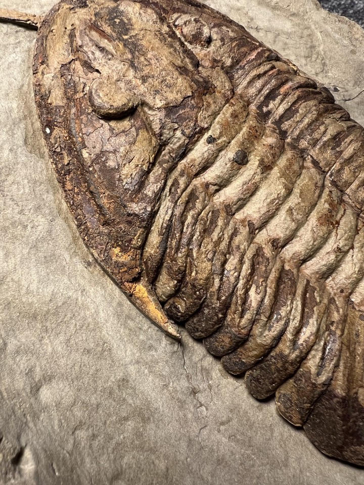 Large Asaphellus sp. Trilobite Fossil with Preserved Antennae – Highly ...