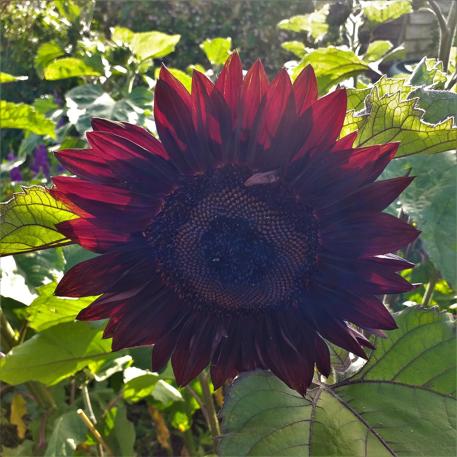 Black Magic Sunflower Seeds | eBay UK