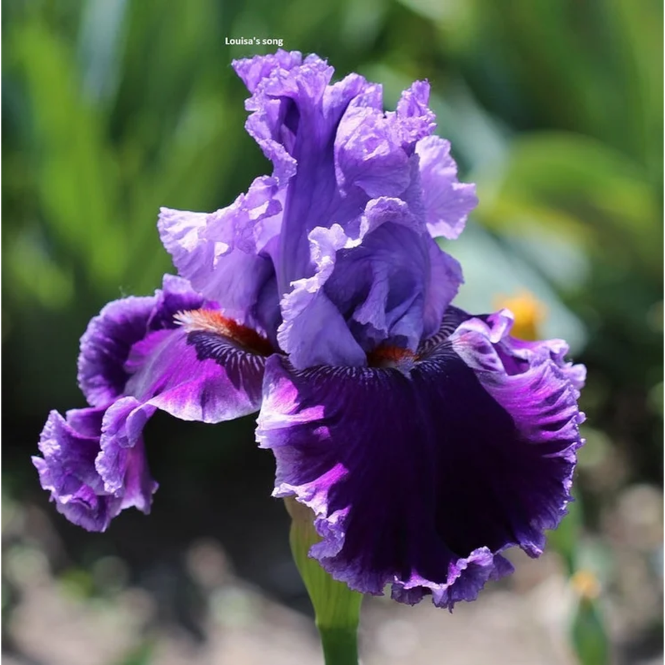 Mixed Color Rare Iris Flower Seeds (30pcs) - Perennial, Iris for Autumn ...