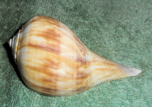 RFM 79545 Jim's Collection Florida Busycon spiratum Lamarck 1816 92mm ...