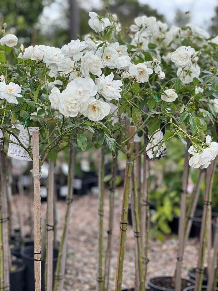 Iceberg Rose Bush Starter Plant, Fragrant Climbing Rose, No Pot, Well ...