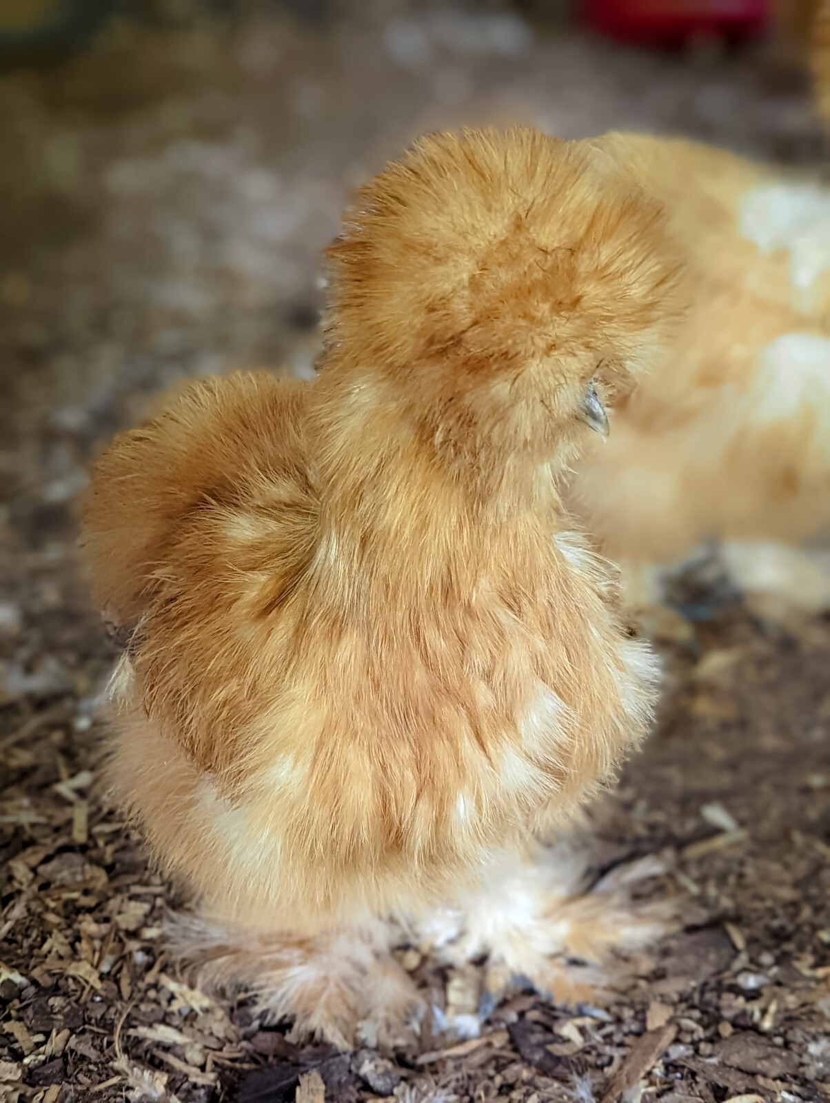 6 Silkie Hens Choice Eggs - Buff & Blue/Black/Splash - See Description ...