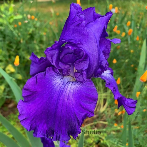 Tall Bearded Iris Rhizome "STELLAR LIGHTS" J. T. Aitken 1986 AWARD WINNER! | eBay