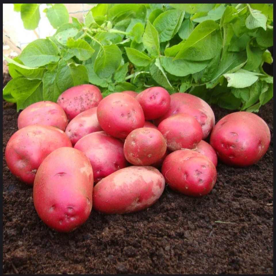 Seed Potatoes 70+ Varieties - Scottish Basic Seed Potatoes X20 Tubers ...