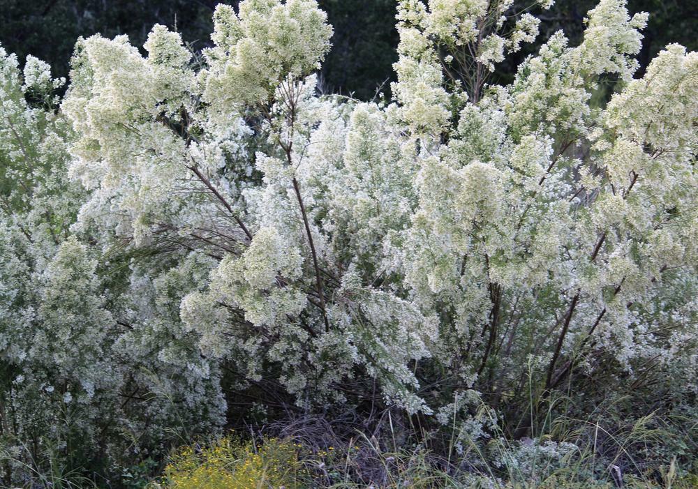 false-willow, Roosevelt weed (Baccharis neglecta)—~1,000 seeds ($3.00 ...