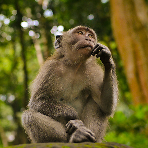 Uncle Monkey's Business | eBay Shops