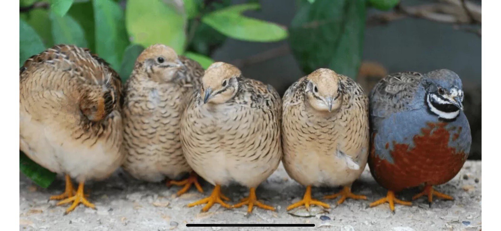 16 Button Quail Hatching Eggs(Chinese Painted Quail) | eBay