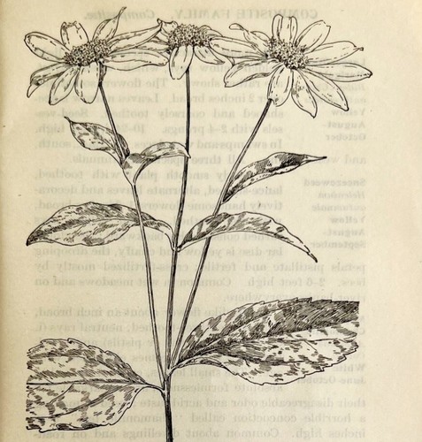 1905 Jerusalem Artichoke Wild Flower Print Pen & Ink Lithograph Antique ...