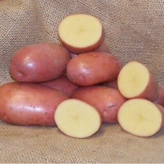 Seed Potatoes 70+ Varieties - Scottish Basic Seed Potatoes X20 Tubers ...