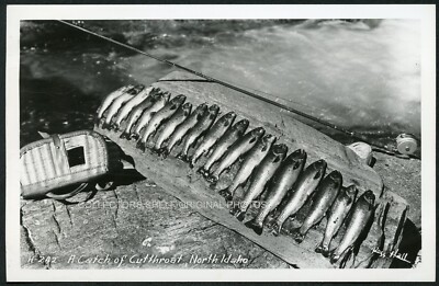 CATCH OF CUTTHROAT TROUT NORTH IDAHO - ROSS HALL H-242 c1950 RPPC PHOTO ...
