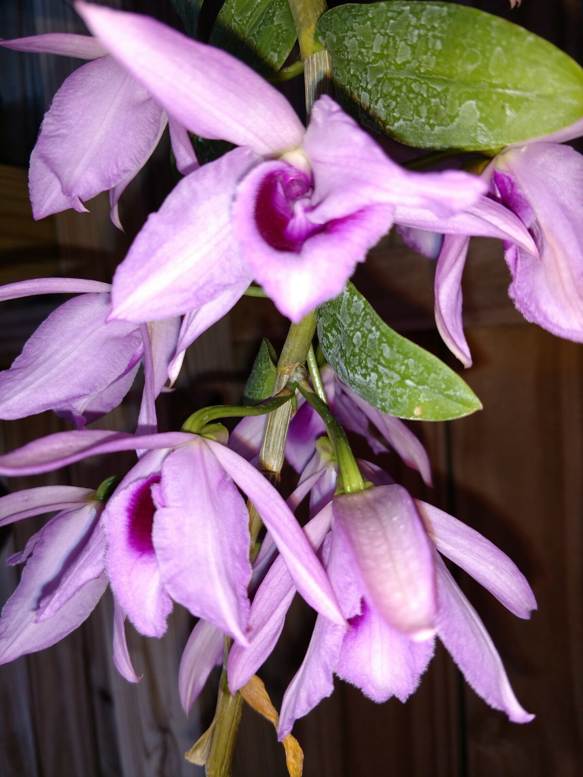 Dendrobium orchid care >> Orchids-care.info