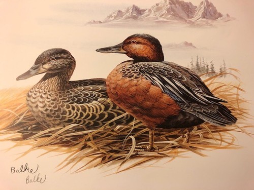 Don Balke Wood Ducks Signed Art Print Wind River Studio Fleetwood 2000 ...