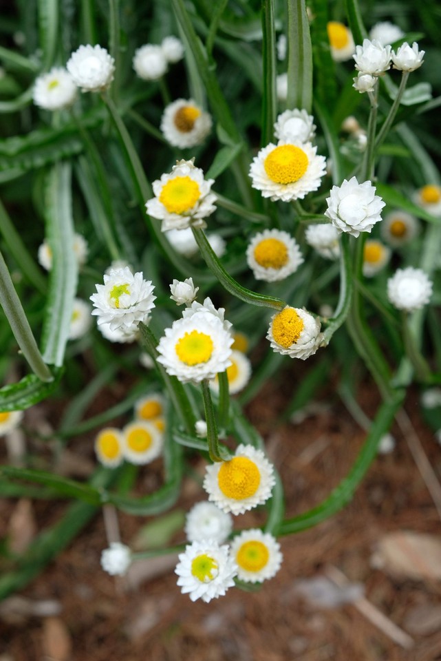 250 WHITE WINGED EVERLASTING Ammobium Alatum Flower Seeds | eBay