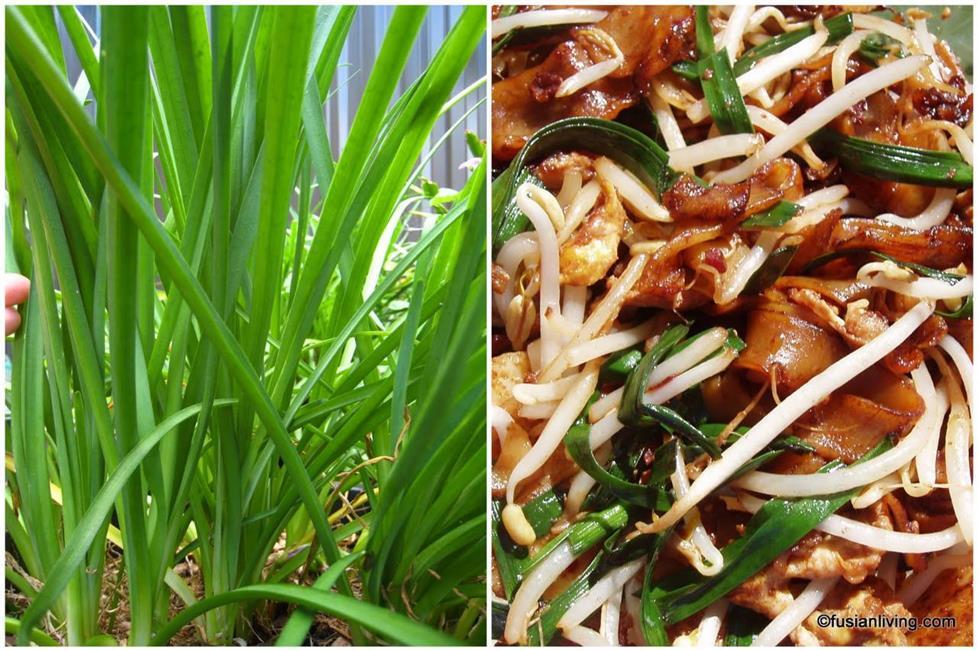 Chinese Gow Choy, Garlic Chives, 200 Seeds, Fast Grower, Keep Cutting ...
