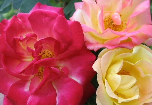 Climbing Rose - MASQUERADE - Fragrant BARE ROOT Perennial Garden Shrub ...