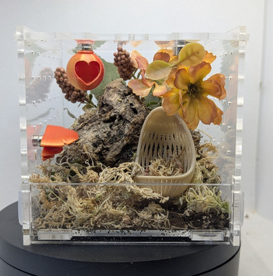 Jumping Spider Complete Full Spider Set Up Complete Enclosure Front ...