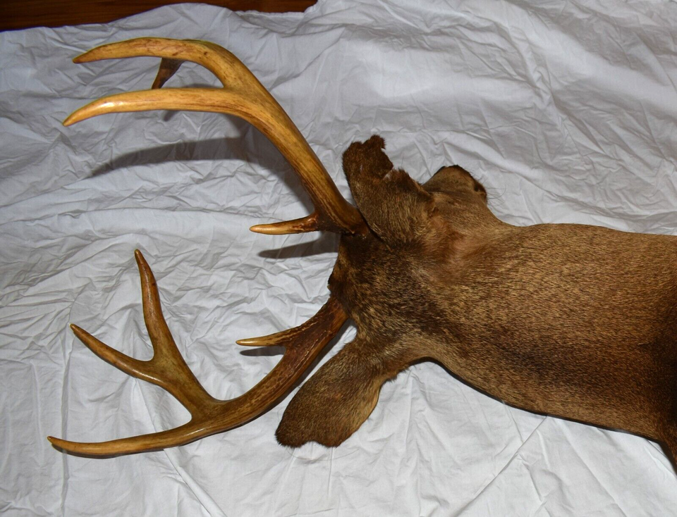 8-Point Whitetail Deer Real Wild Fighting Stag in Rut Shoulder Mount | eBay