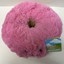 Mini Pink Donut Squishable - 7 Plush Amazingly Soft for sale online | eBay
