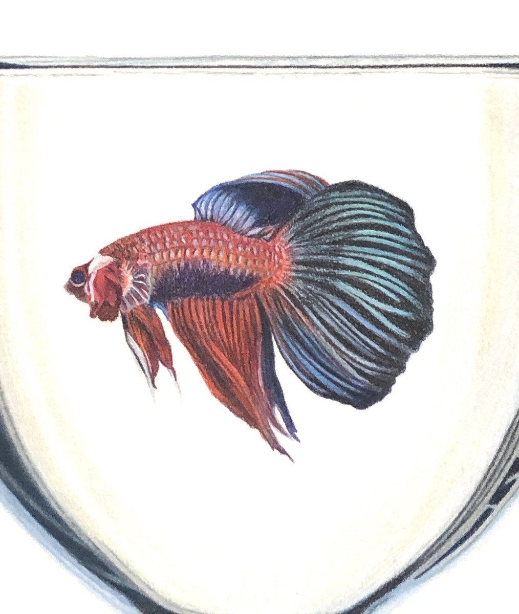Colored Pencil Drawings Of Fish