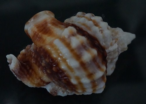 Distorsio Anus 66 mm F+++ one of a kind DOUBLE Mouth FREAK WOW !!! | eBay