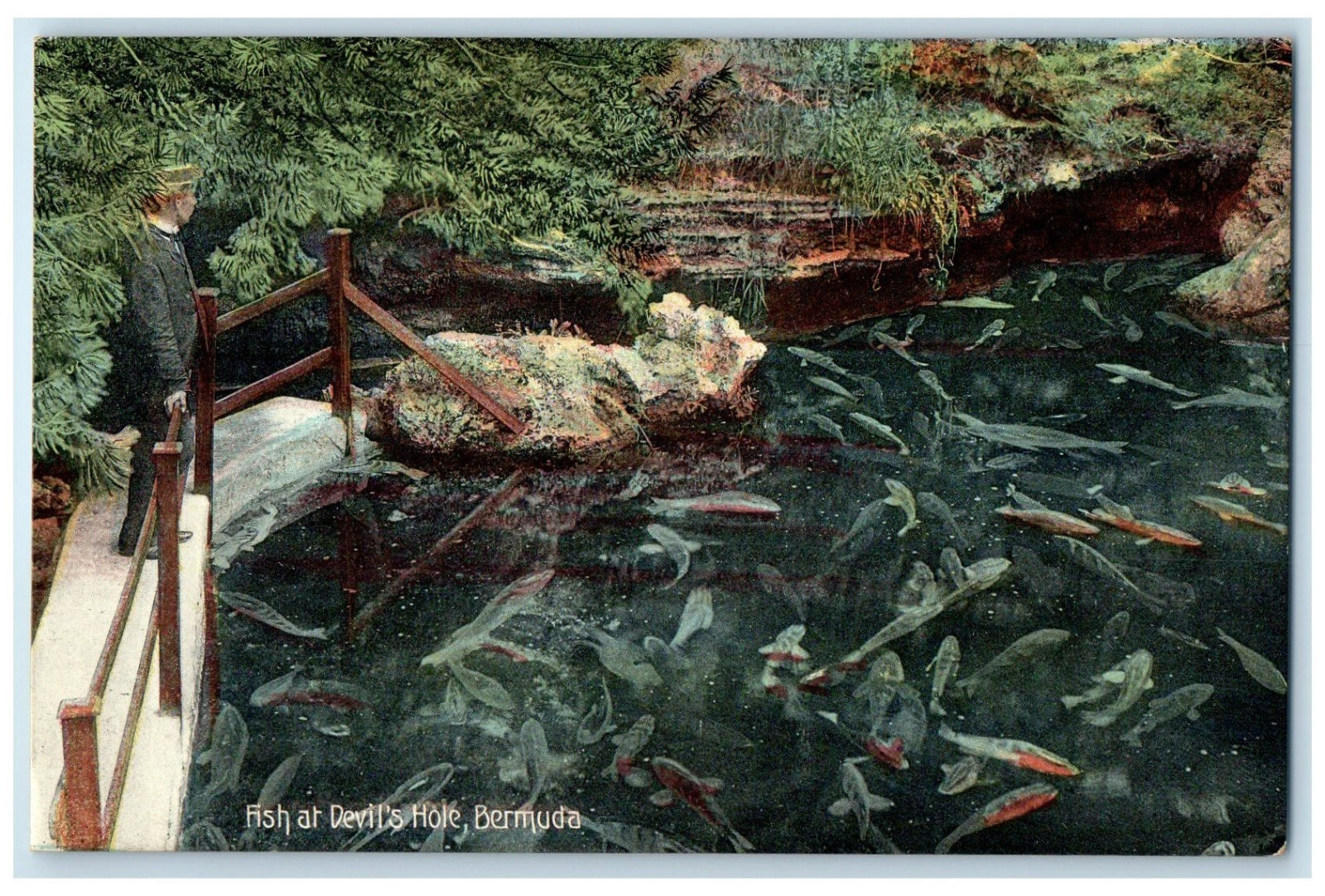 c1910 Viewing of Fish at Devil's Hole Bermuda Unposted Antique Postcard | eBay