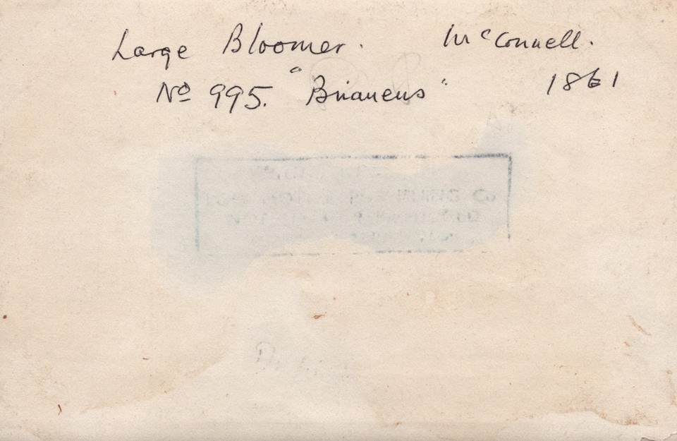 LNWR Large Bloomer 995 Briareus UK train profile 1861 - c1930s Photo | eBay