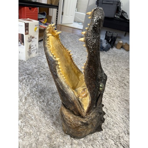 22" Alligator Head Mount with FULL JAW Gator Taxidermy Authentic with ...