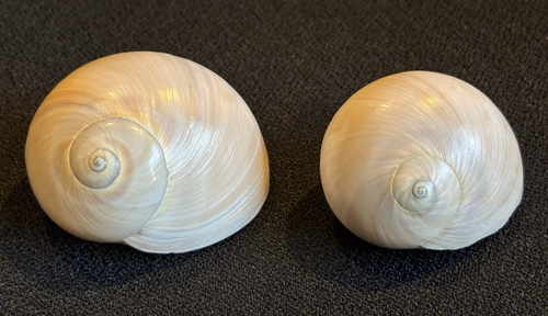 Shark Eye Moon Shell (Neverita duplicata) Gulf of Mexico, FL | eBay UK